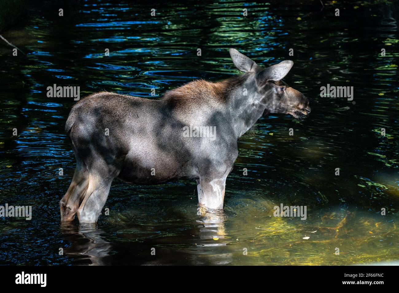 European Moose, Alces alces, also known as the elk. Wild life animal ...
