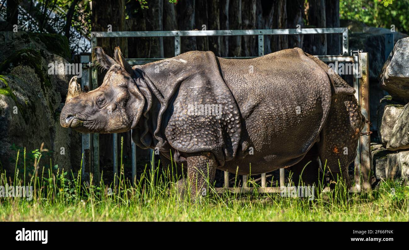 The Indian Rhinoceros, Rhinoceros unicornis is also called Greater One ...