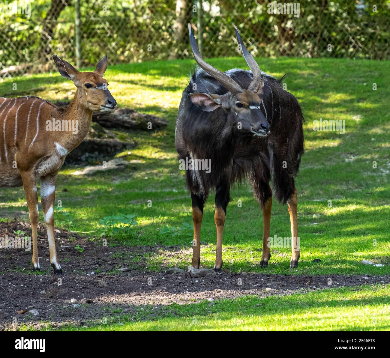 The nyala, Tragelaphus angasii is a spiral-horned antelope native to ...