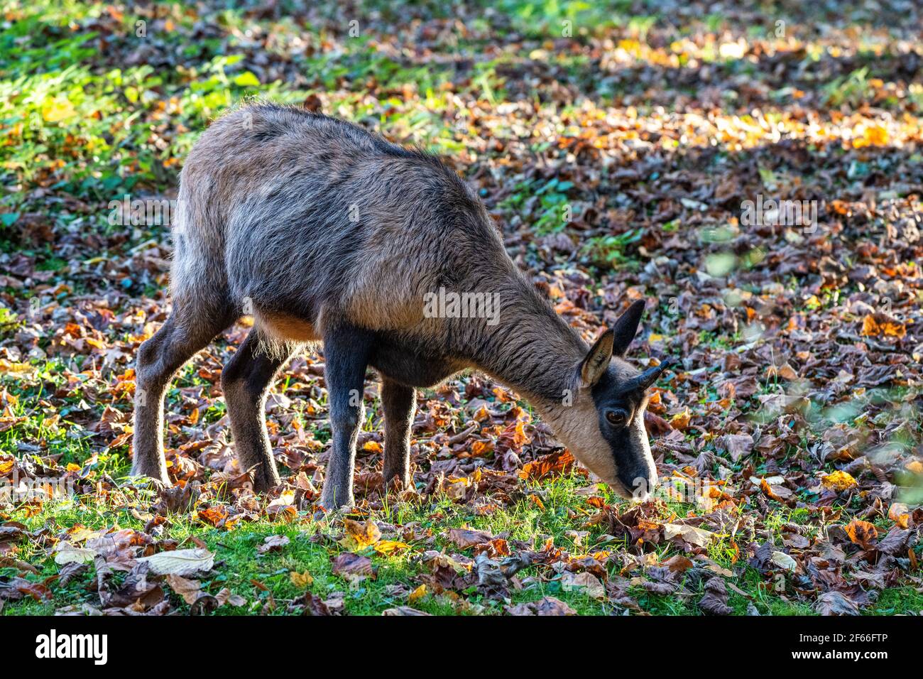 Domestic Goat, Capra aegagrus hircus. Goats are one of the oldest ...