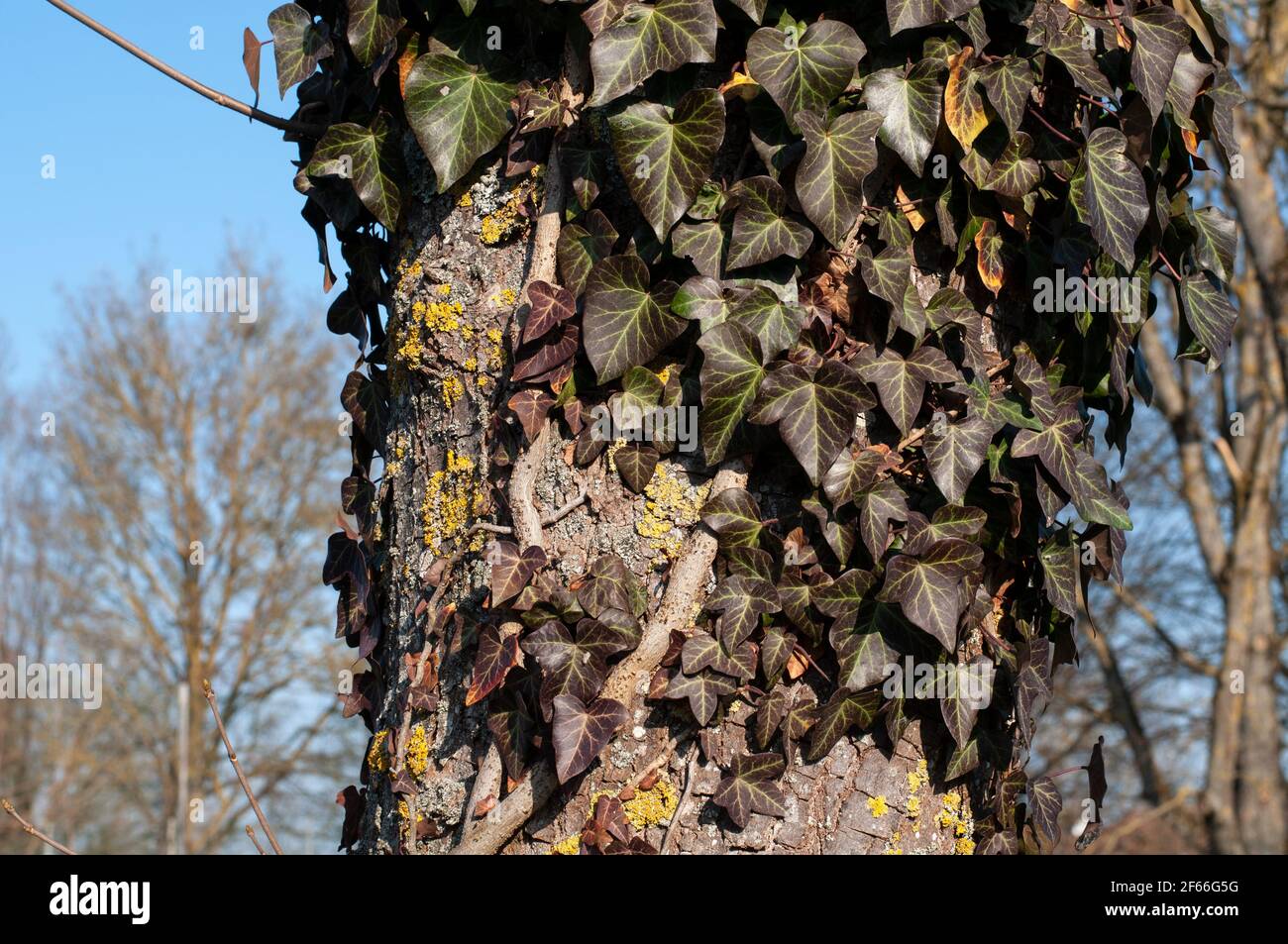 the climbing evergreen plant ivy or hedera helix covering the bark of a ...