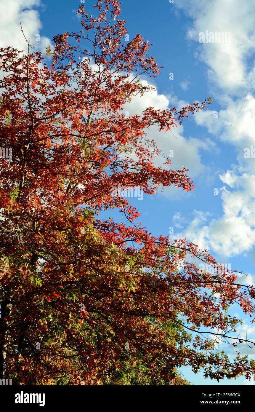 Autumn leaves and a blue sky Stock Photo - Alamy