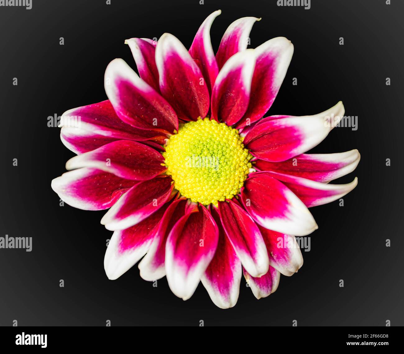 Red white and yellow flower hi-res stock photography and images - Alamy