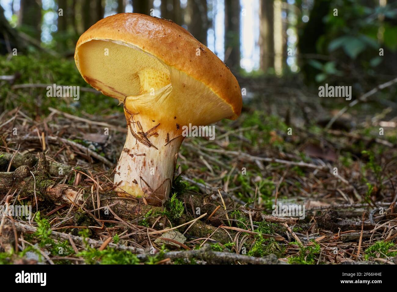 Suillus grevillei - edible mushroom. Fungus in the natural environment ...
