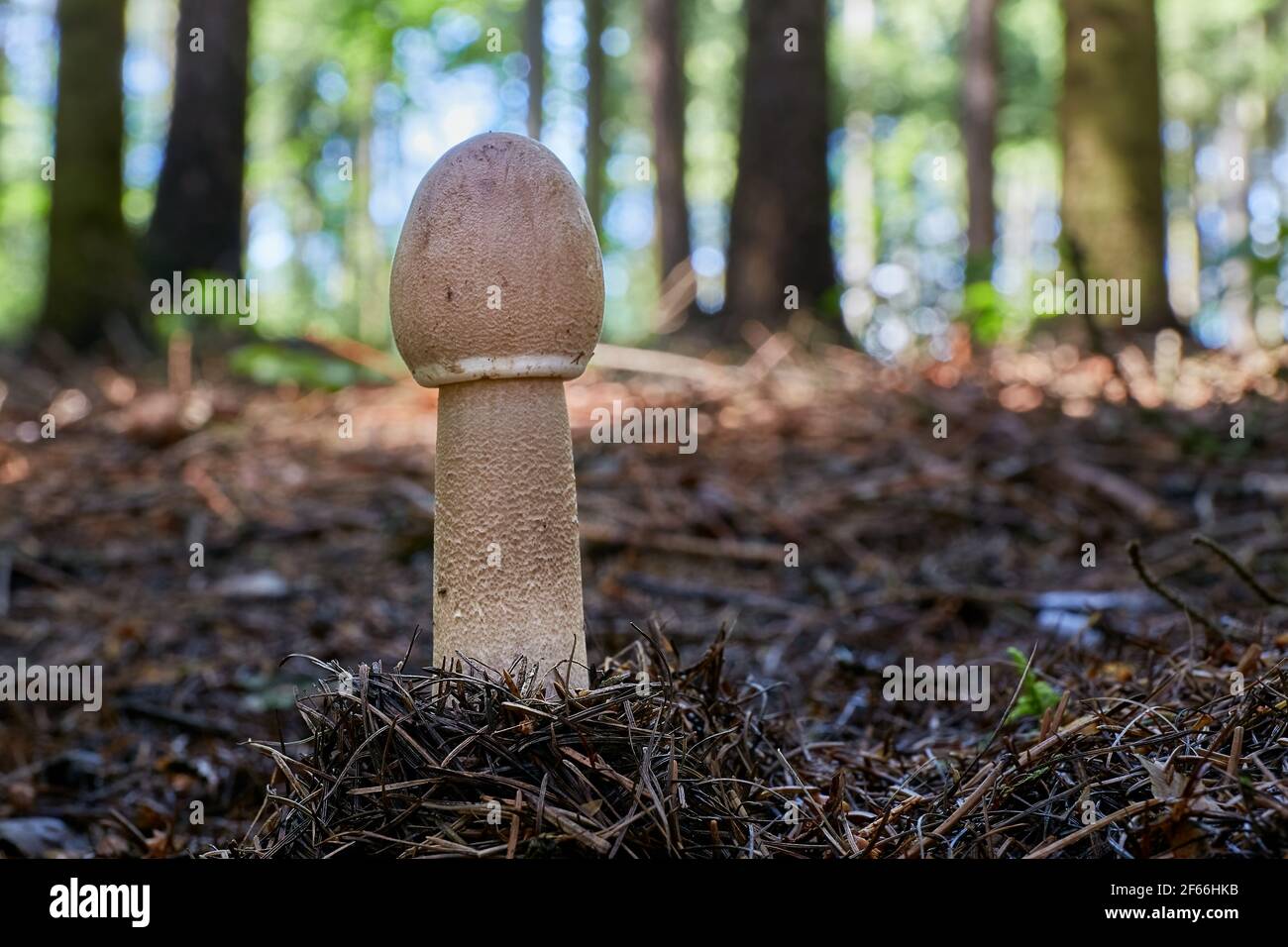 Macrolepiota procera - edible mushroom. Fungus in the natural ...