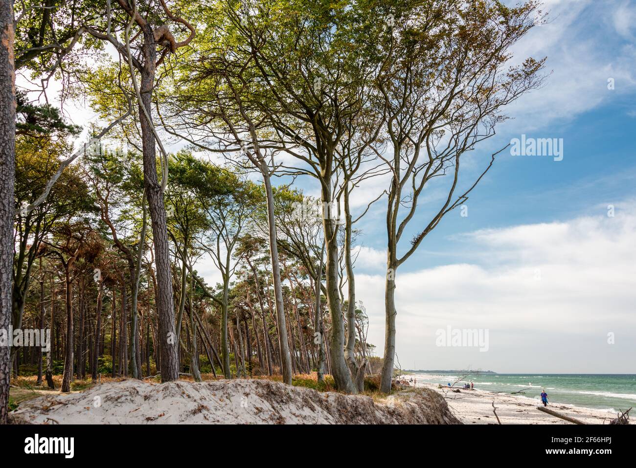 Am Weststrand des Darß bei Prerow reicht der Naturwald bis an den ...
