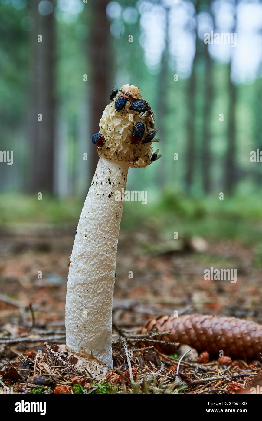 Fungus with phallic shape hi-res stock photography and images - Alamy