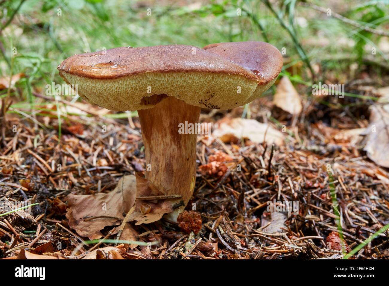 Imleria badia - edible mushroom. Fungus in the natural environment ...