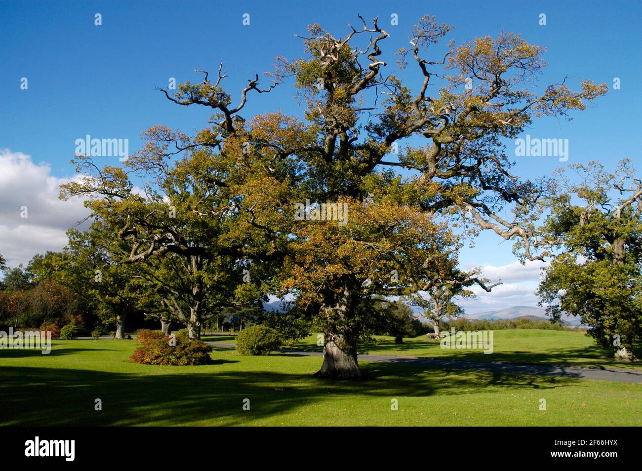 Scottish tree canopy hi-res stock photography and images - Alamy