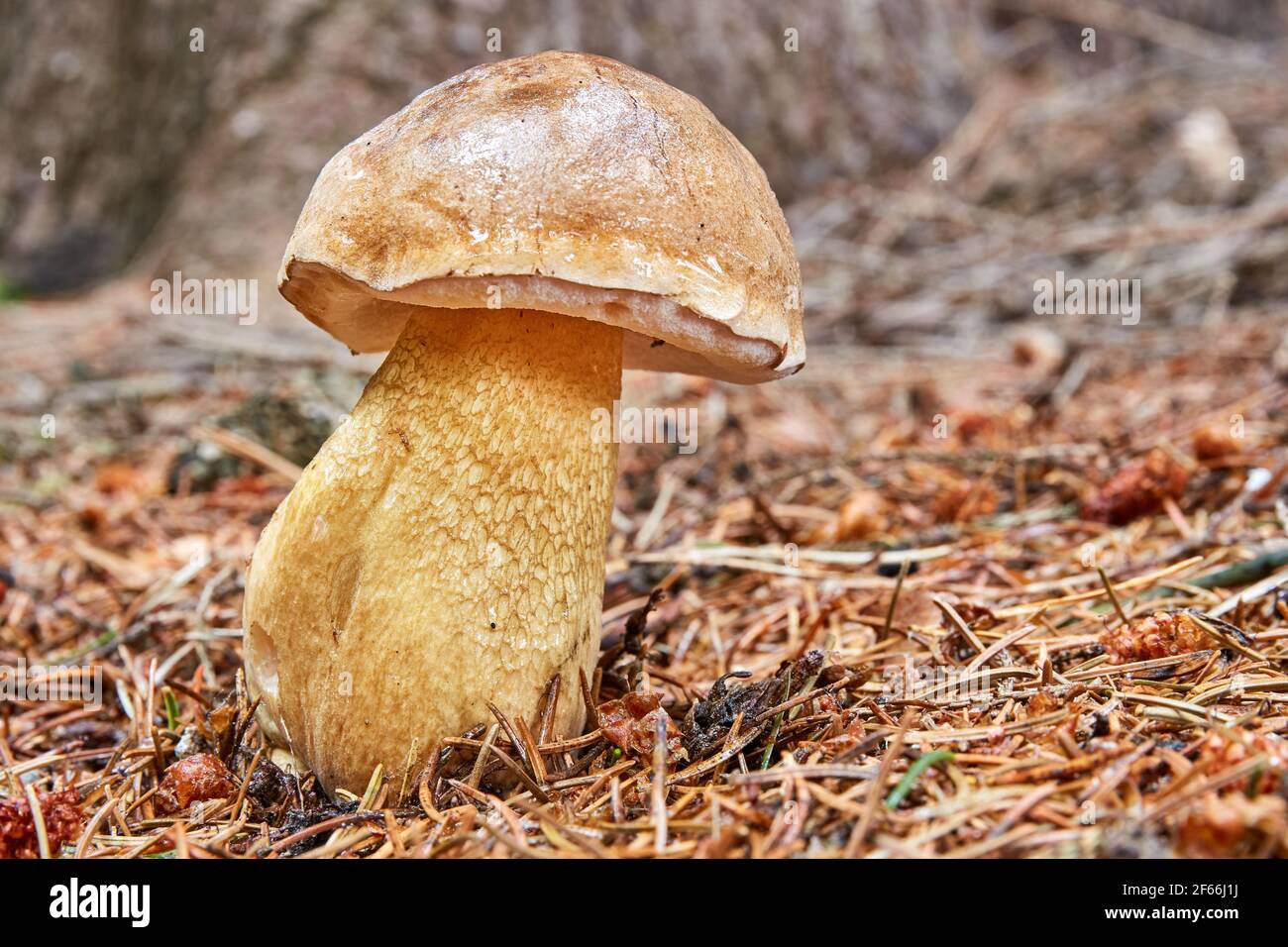 Hrib zlucnik hi-res stock photography and images - Alamy