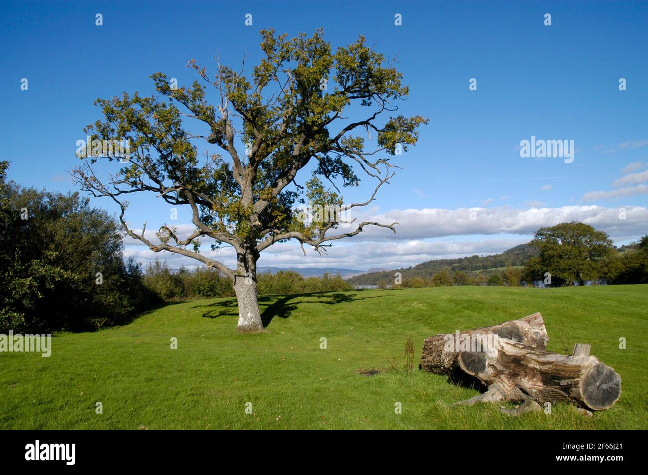 Elderly tree in a park, Scotland Stock Photo - Alamy