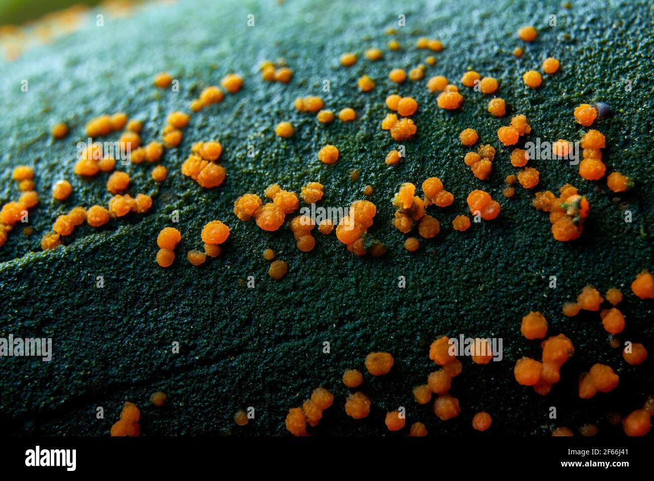 Unidentified mushroom. Fungus in the natural environment Stock Photo ...
