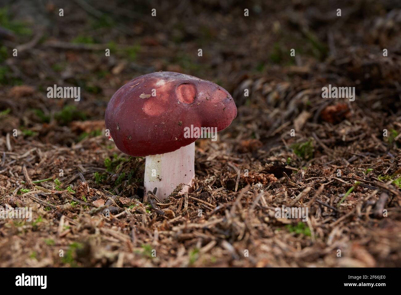 Russula xerampelina - edible mushroom. Fungus in the natural ...