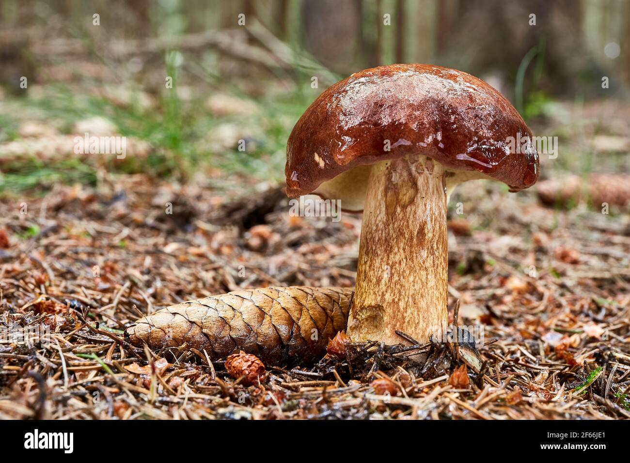 Hrib hnedy hi-res stock photography and images - Alamy