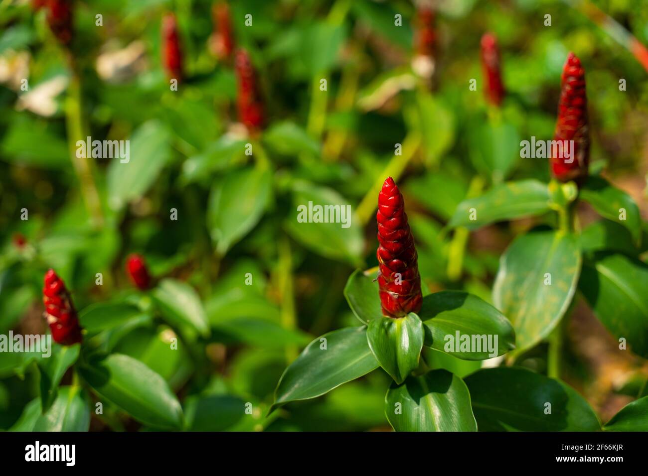 Red hot chili pepper, Red plant, Red corn, Red stick flower with green ...