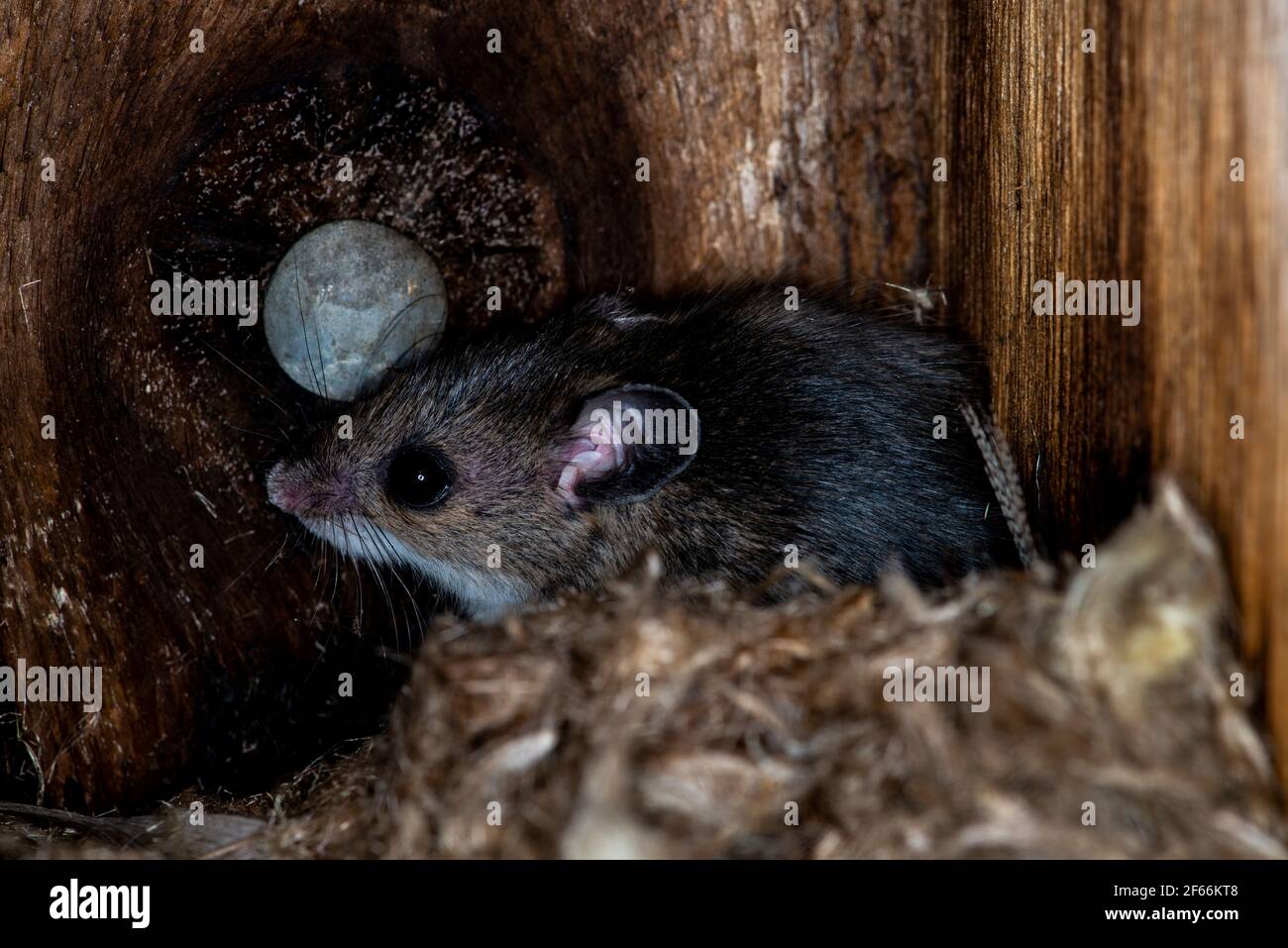 Mouse nest hi-res stock photography and images - Alamy