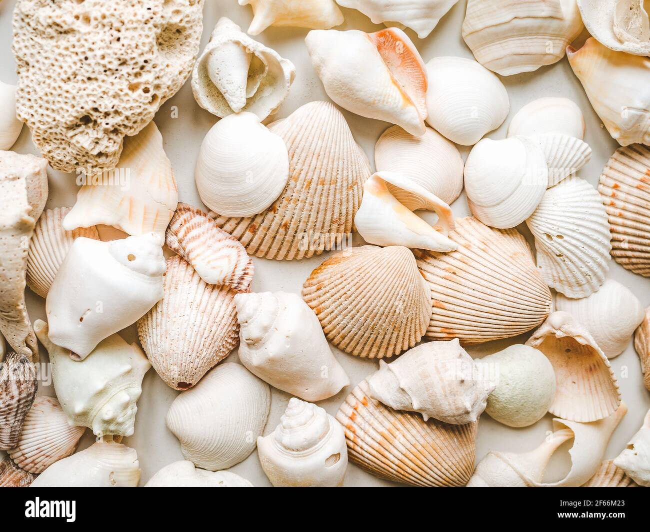 Frame from marine shells hi-res stock photography and images - Alamy
