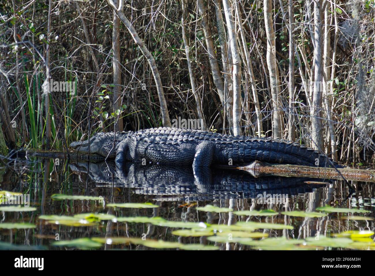 Dangerous reptile hi-res stock photography and images - Alamy