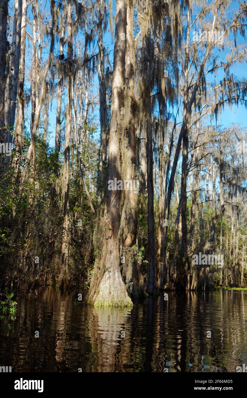 swamp scene, water, trees, Cypress, reflections, nature, Okefenokee ...