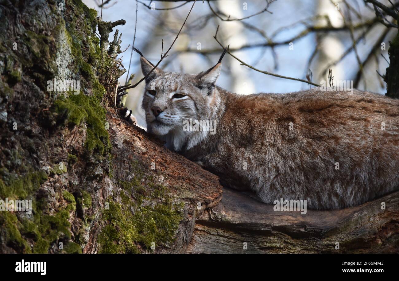 Eurasian lynx lynx lynx on log hi-res stock photography and images - Alamy