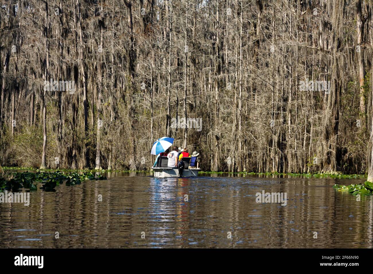 small motor boat, people, touring swamp, water, trees, recreation ...