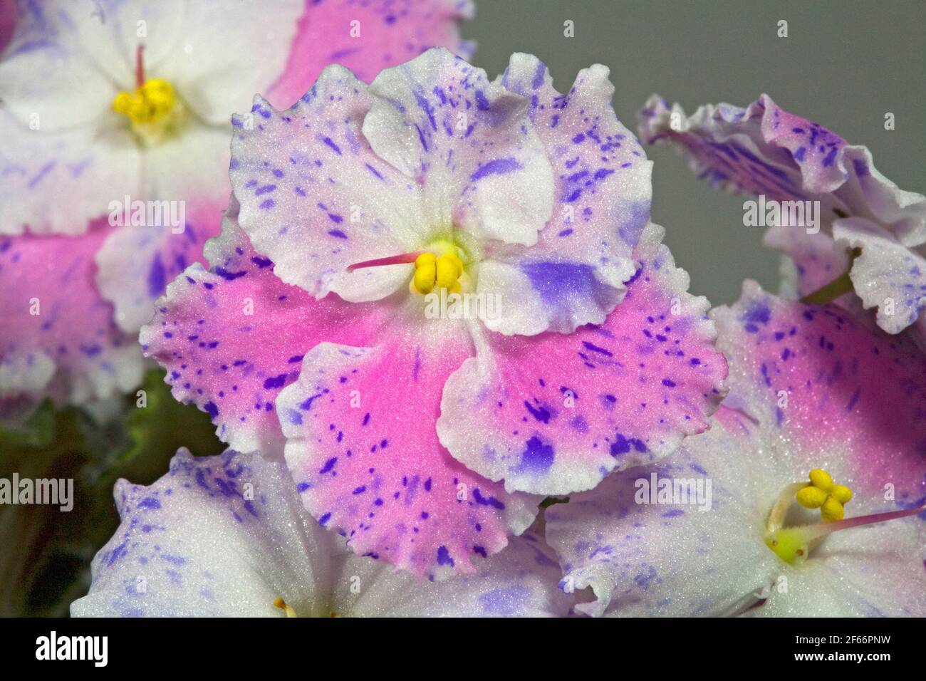 African violet flower hi-res stock photography and images - Alamy
