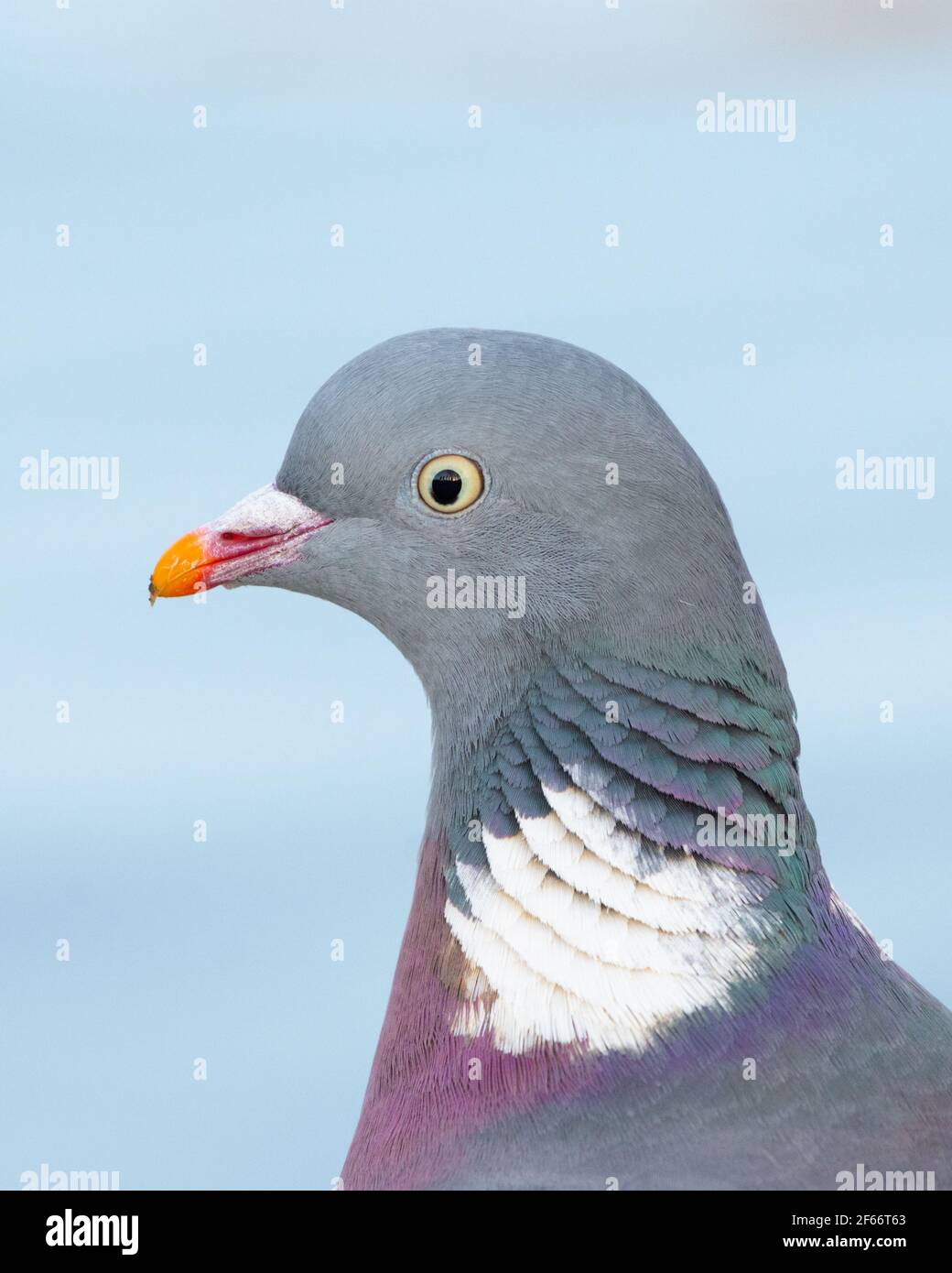 Wood Pigeon (Columba Palumbus) side profile portrait, showing plumage ...