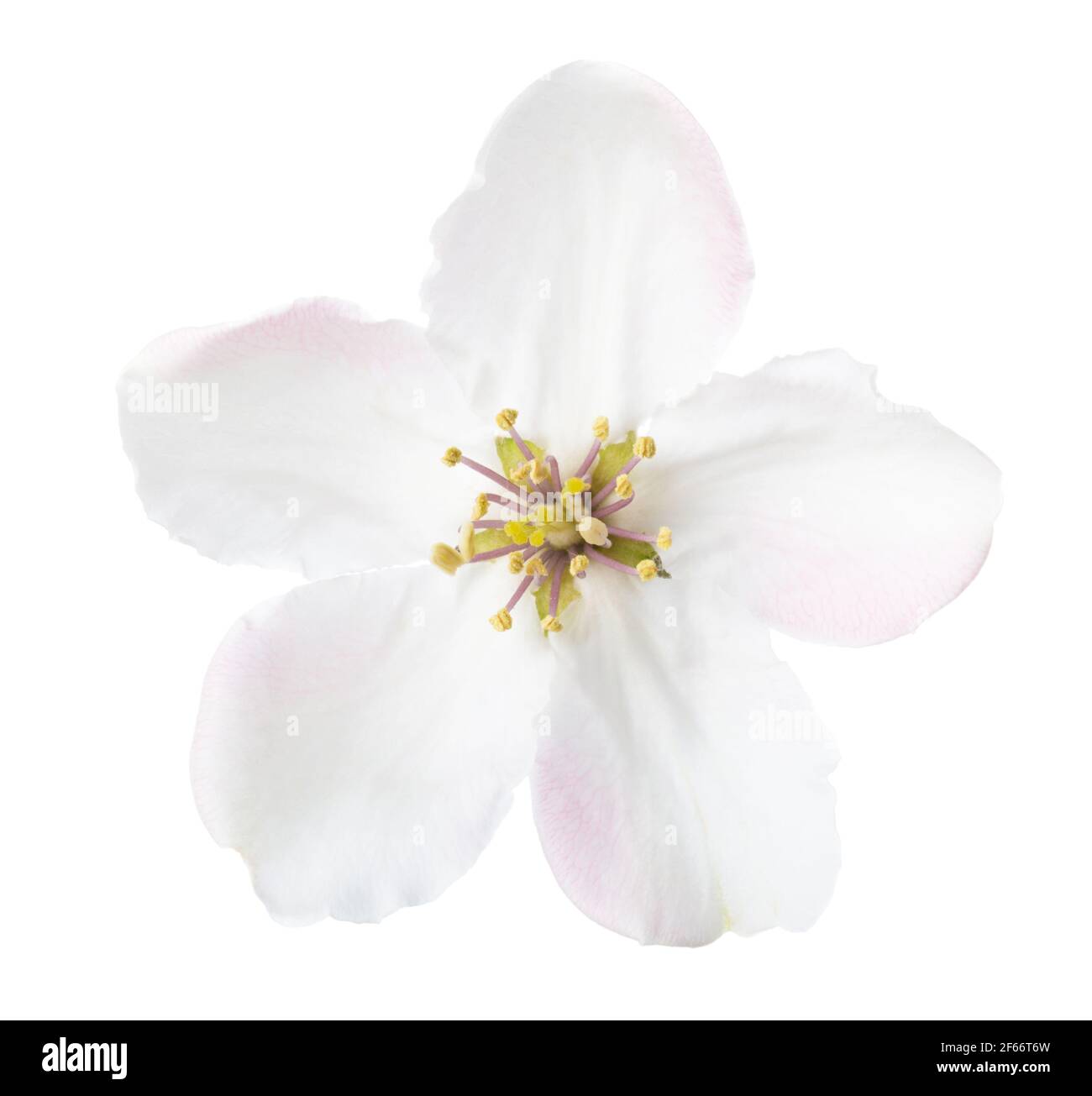 Flowering of quince Cut Out Stock Images & Pictures - Alamy