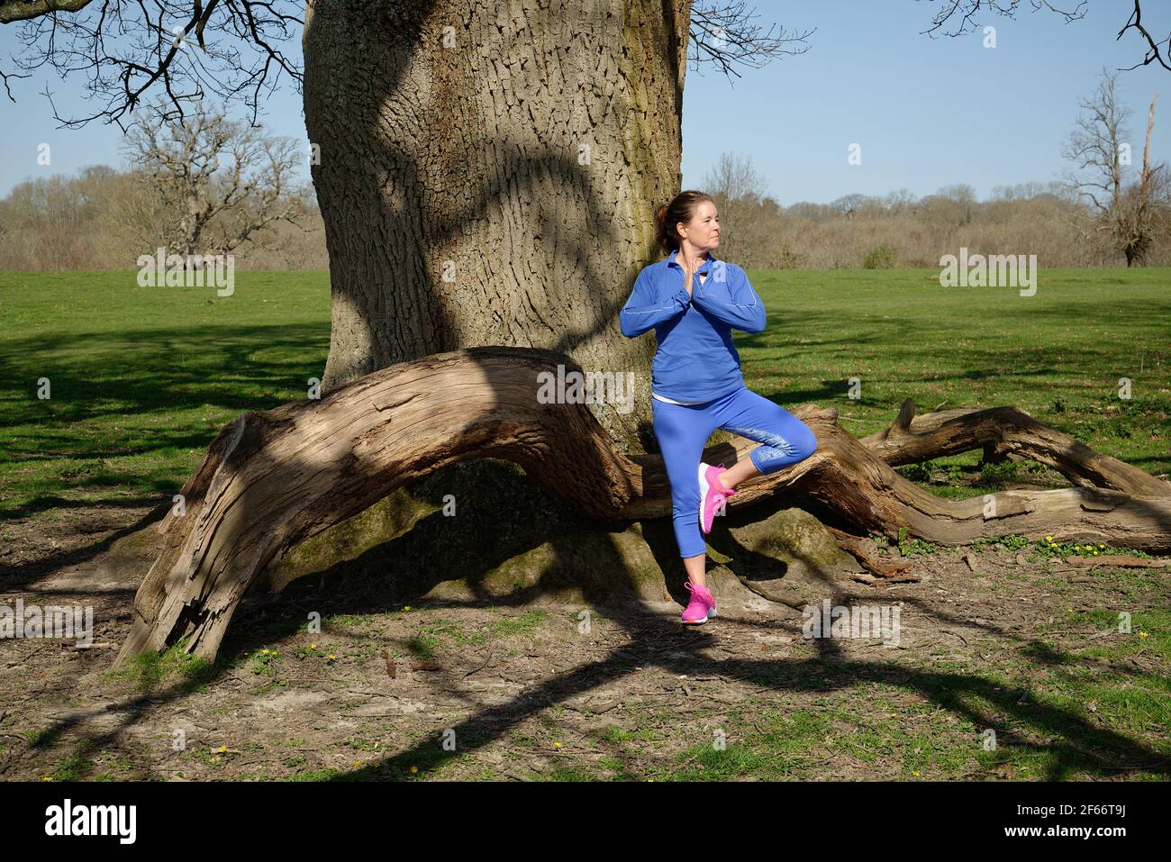 A middle aged woman taking exercise. Tree pose in Yoga under and oak ...