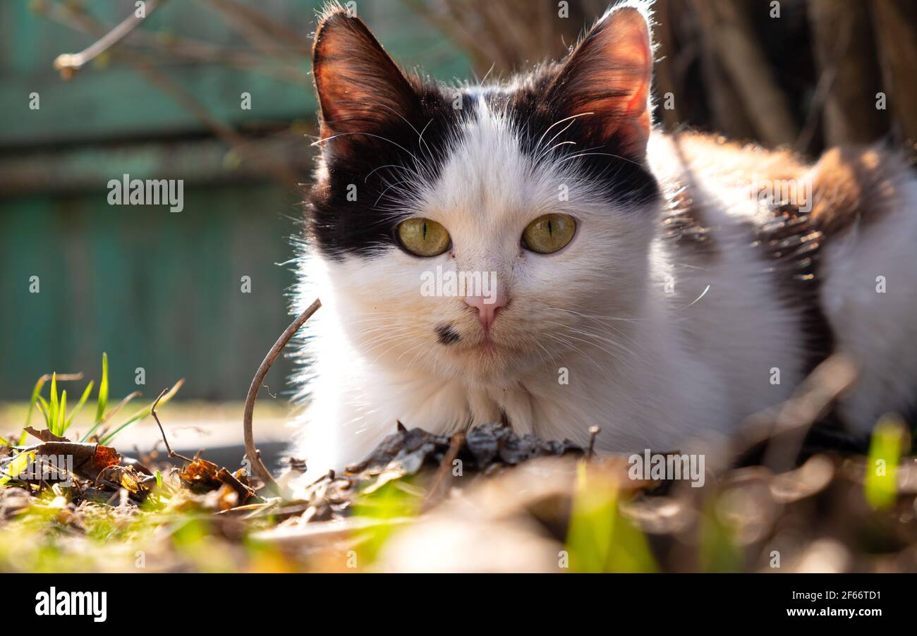 Basking cat hi-res stock photography and images - Alamy