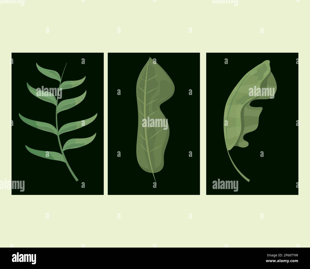 leaves flora botanical collection design Stock Vector Image & Art - Alamy