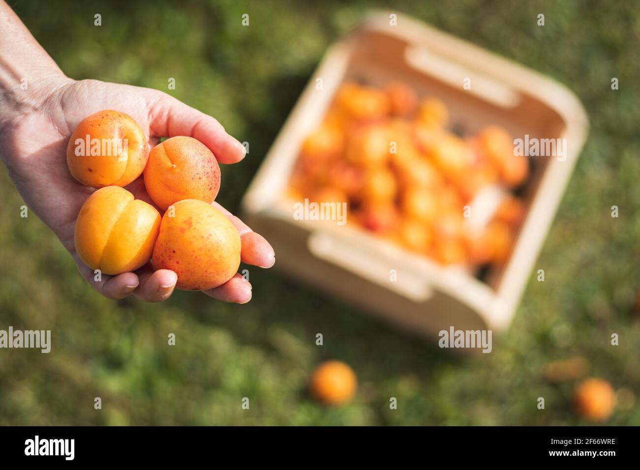 Apricot in human hand, wooden crate of harvested fruit as blurry ...