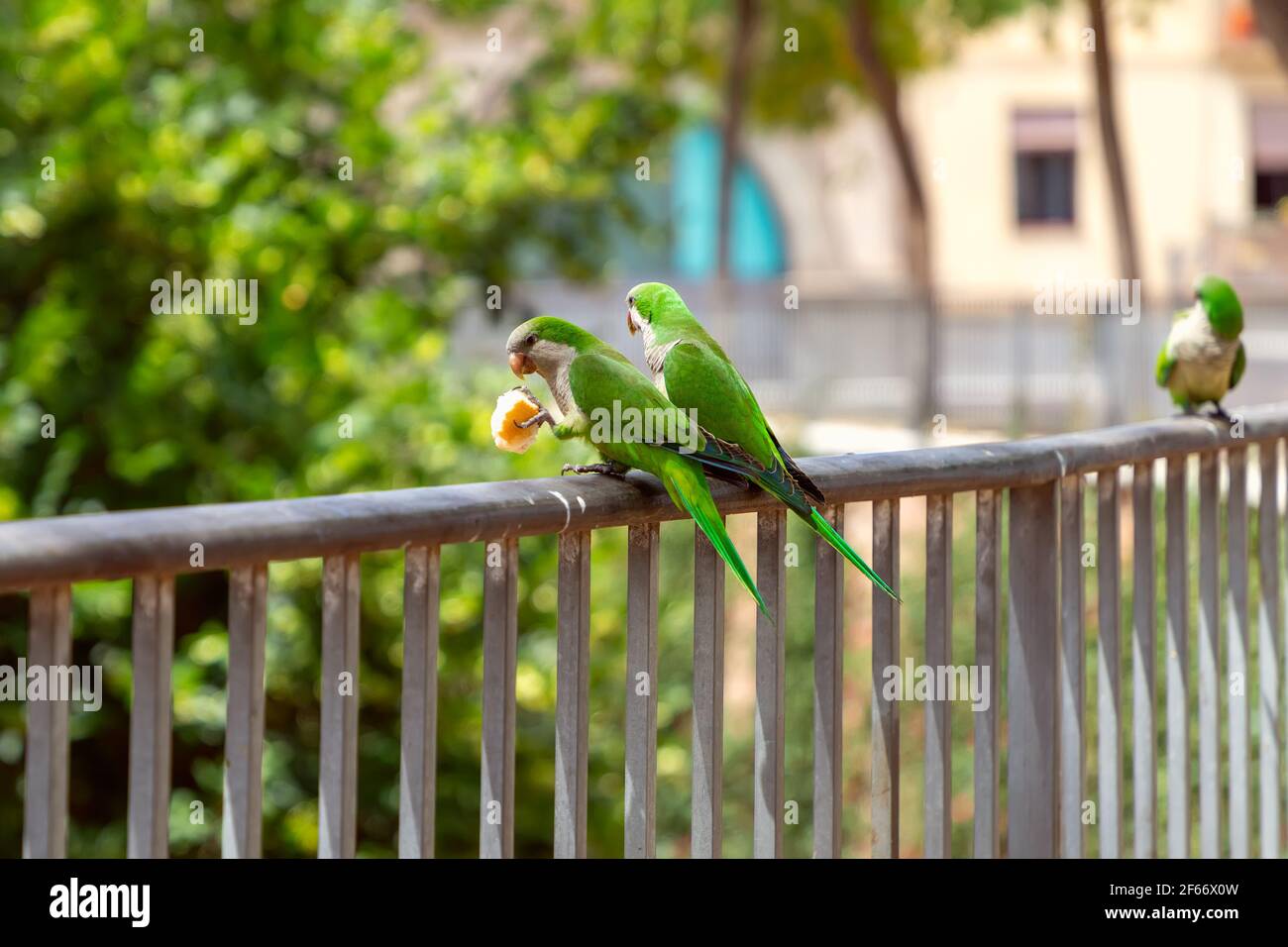 Parrot couple hi-res stock photography and images - Alamy