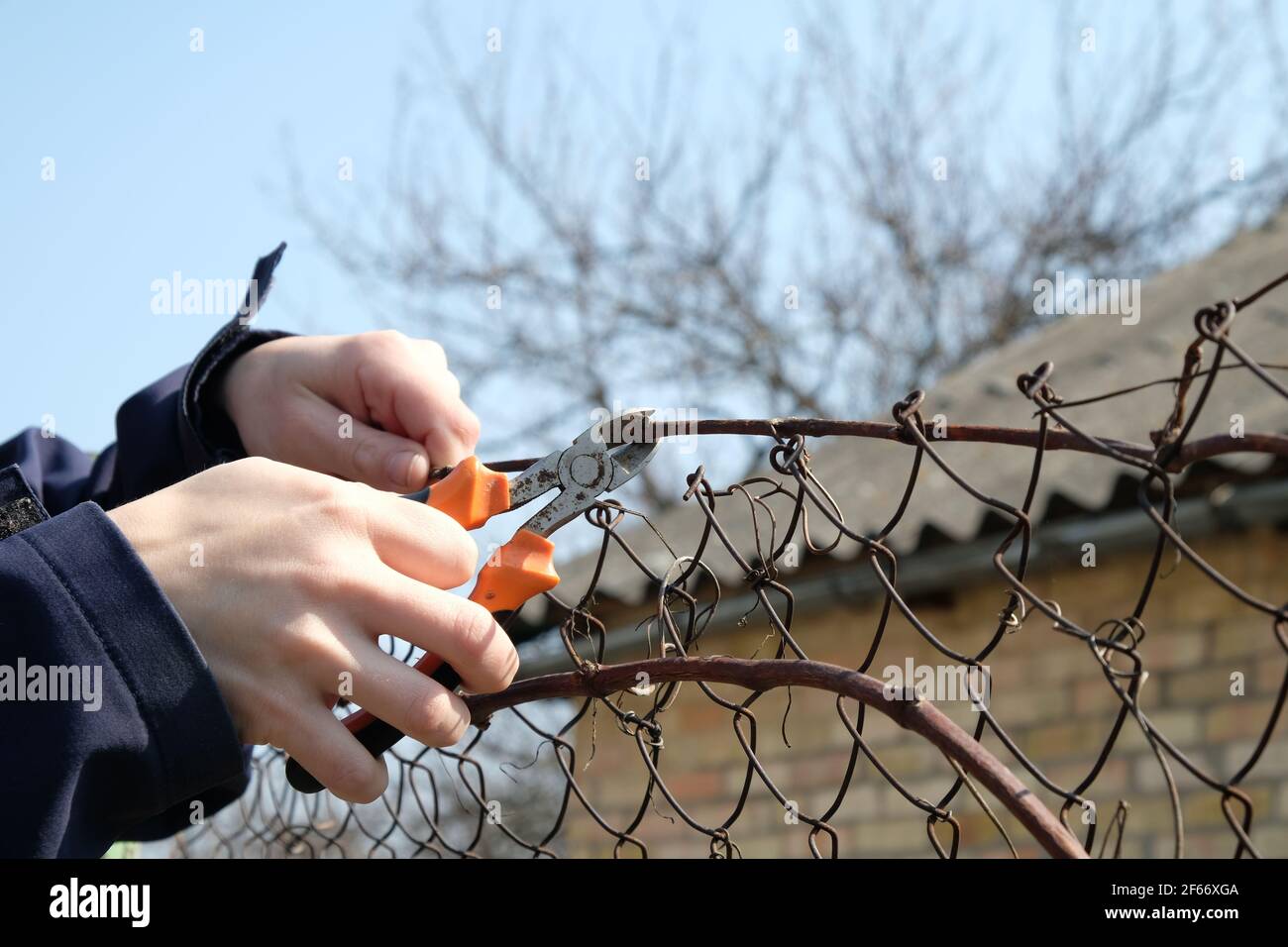 the gardener is engaged in spring pruning of grapes with pruning shear ...