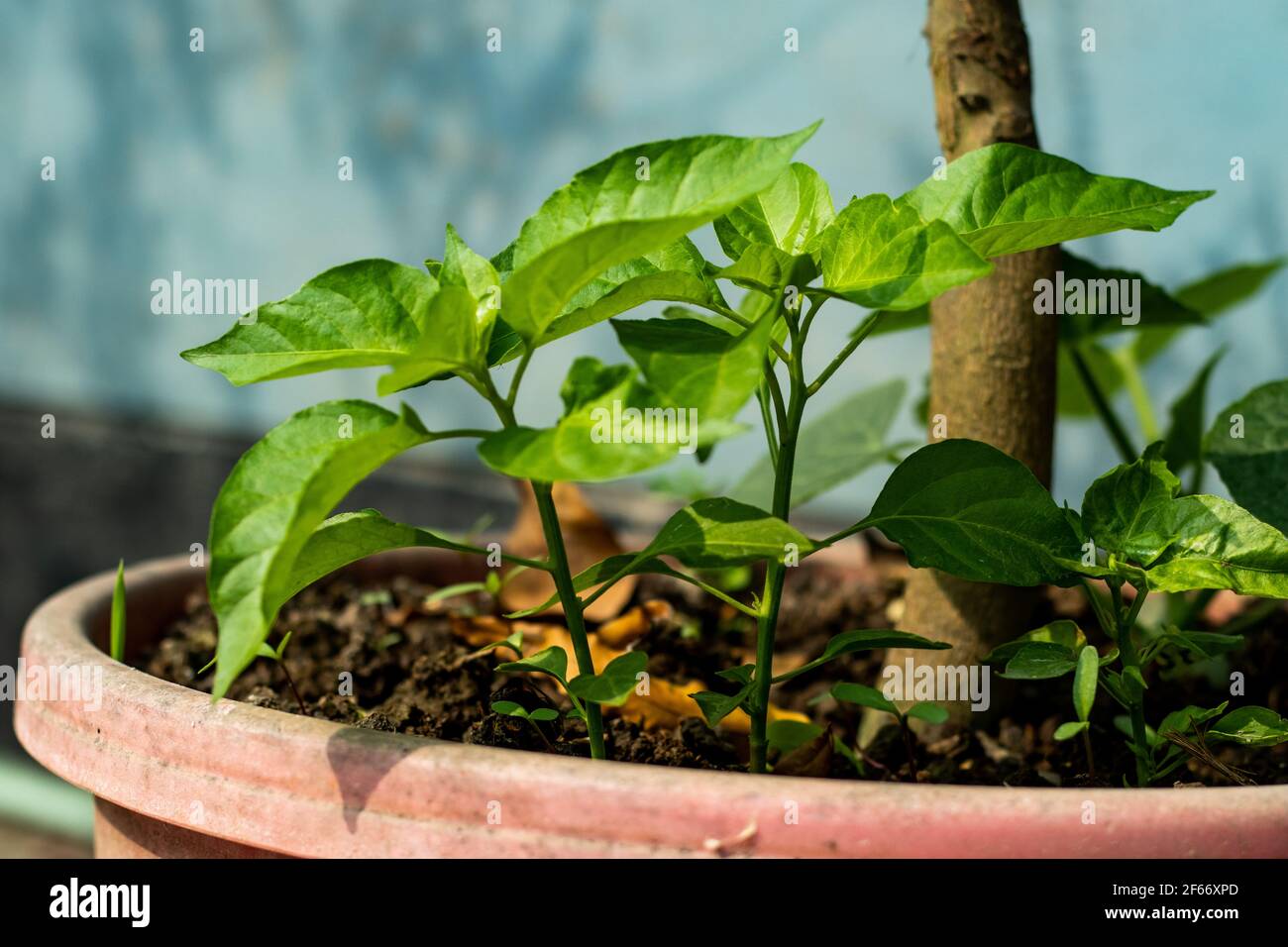 Bombay Morich or Naga pepper plant is a hybrid or mixed species of BD ...