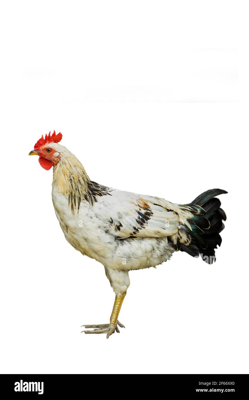 Chicken or an adult male is called a cock or rooster on isolated white ...