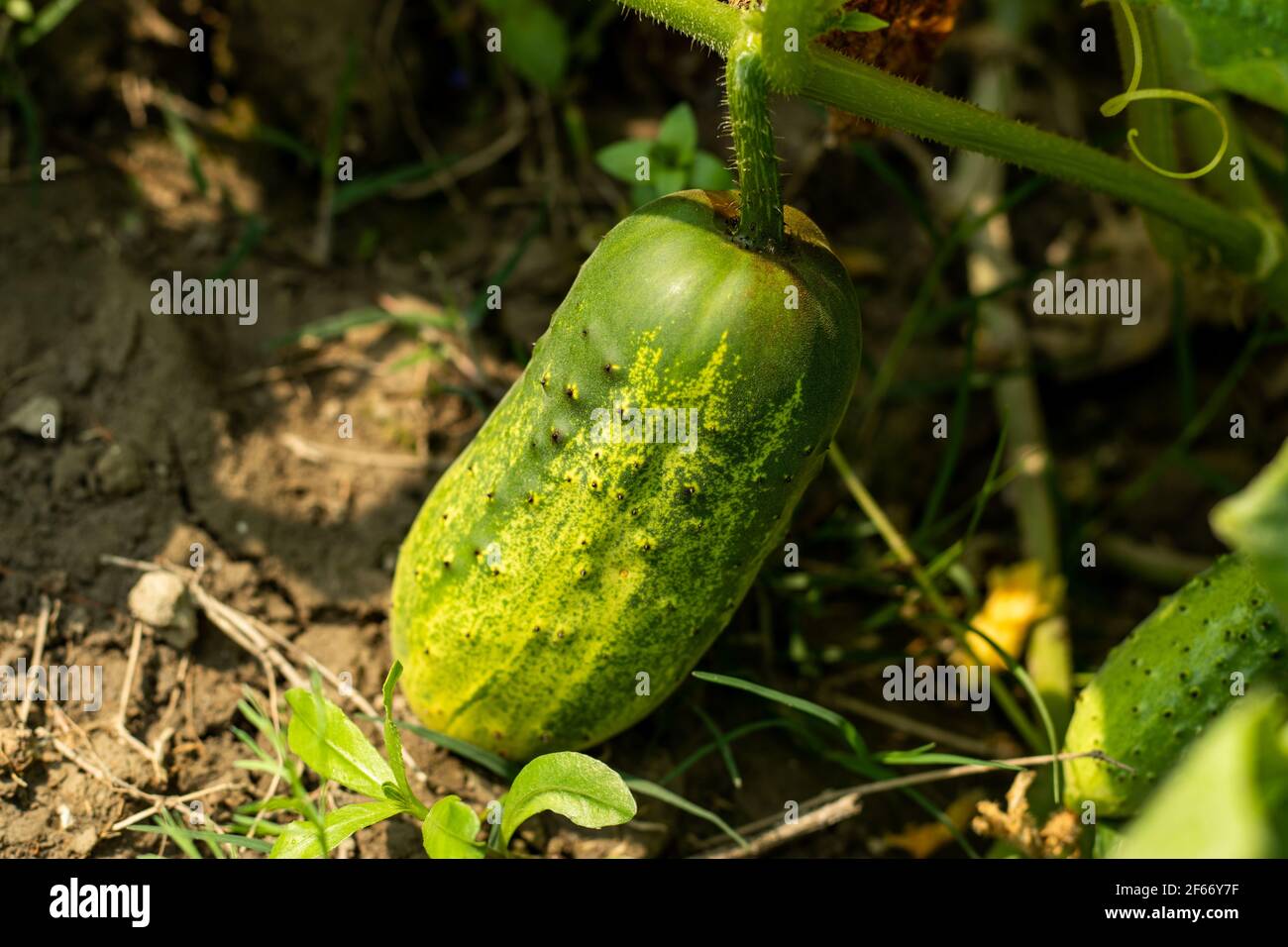 Cucumber or Shosha is a widely-cultivated creeping vine plant in the ...