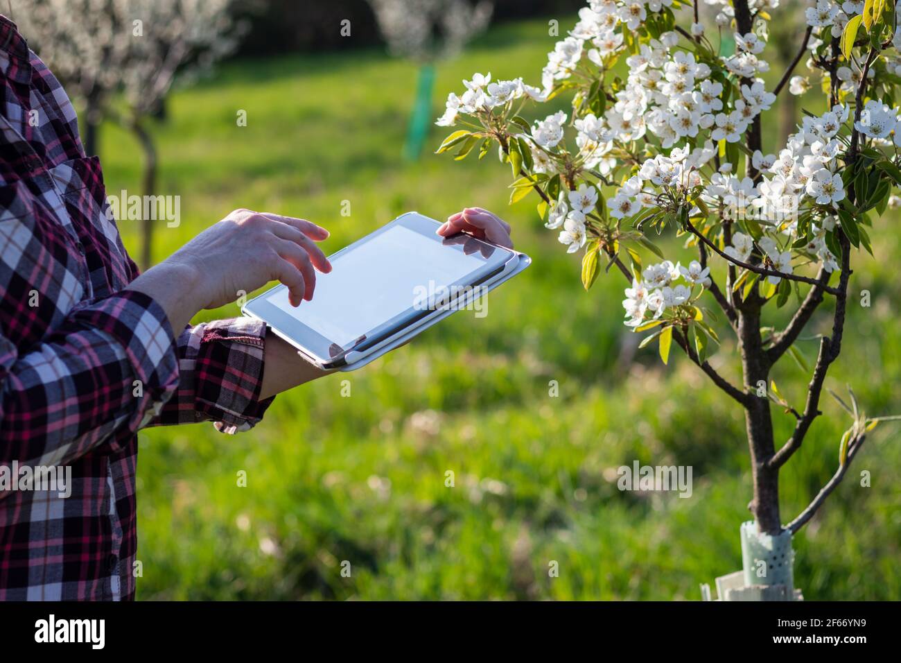 Woman using digital tablet while examining blooming fruit tree in ...