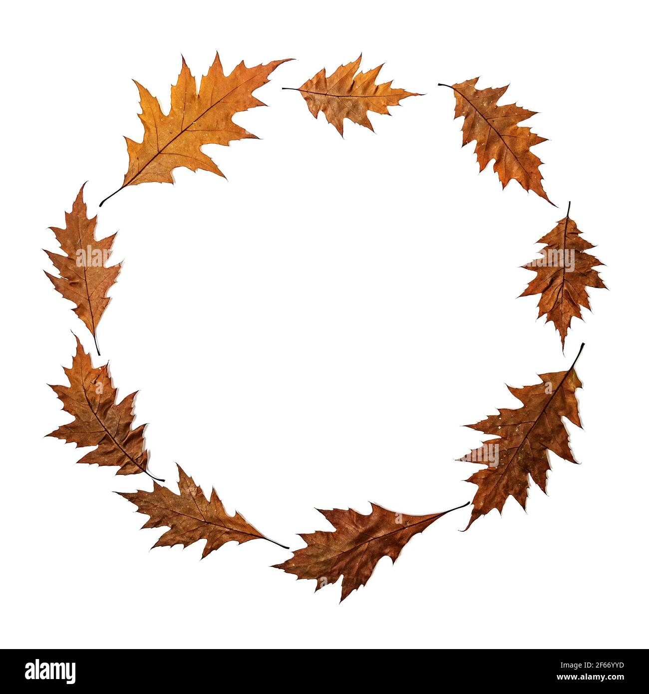 Sharp form of dried plant leaves Stock Photo - Alamy