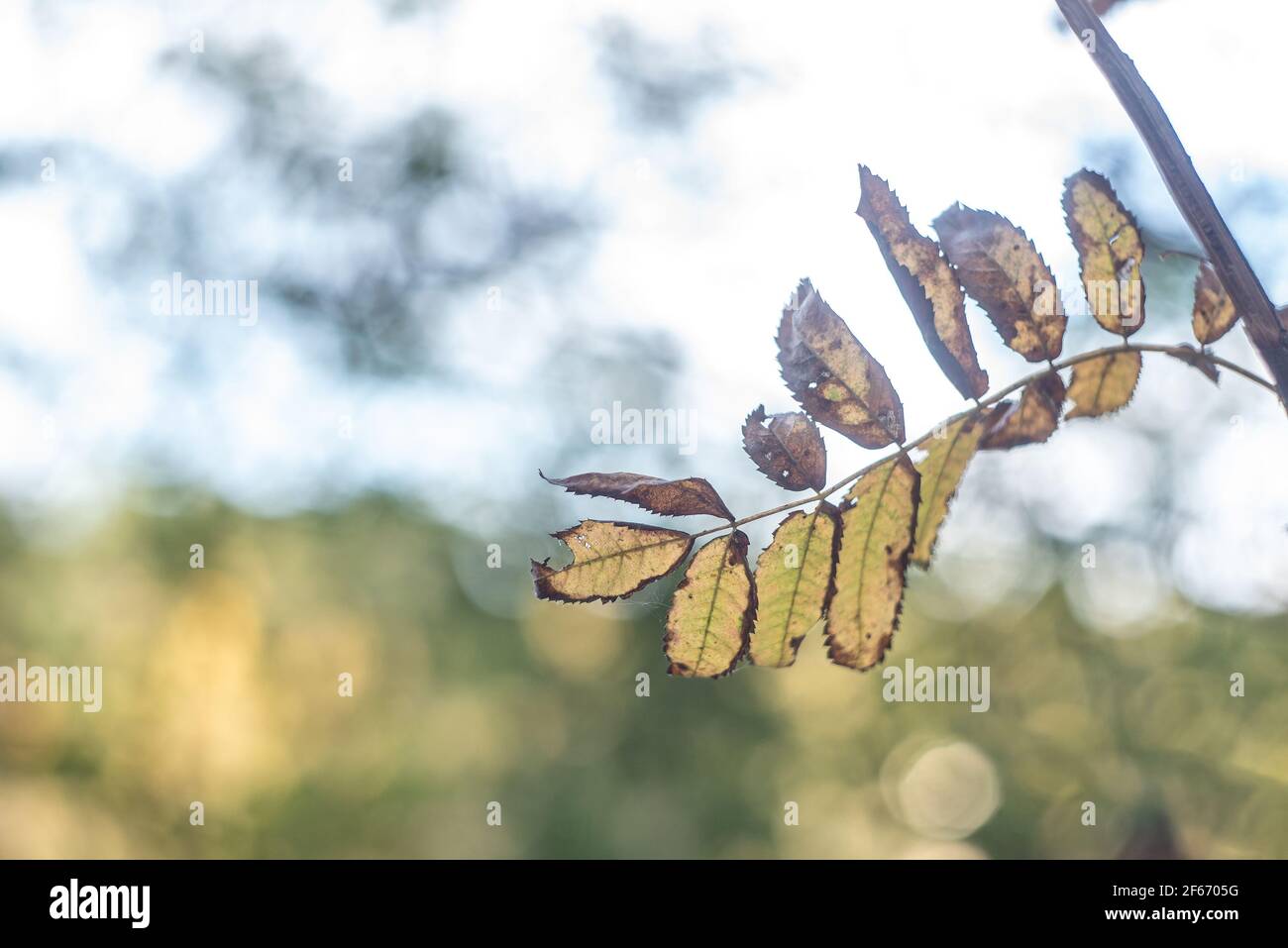 Dried tree leaf still on plant Stock Photo - Alamy