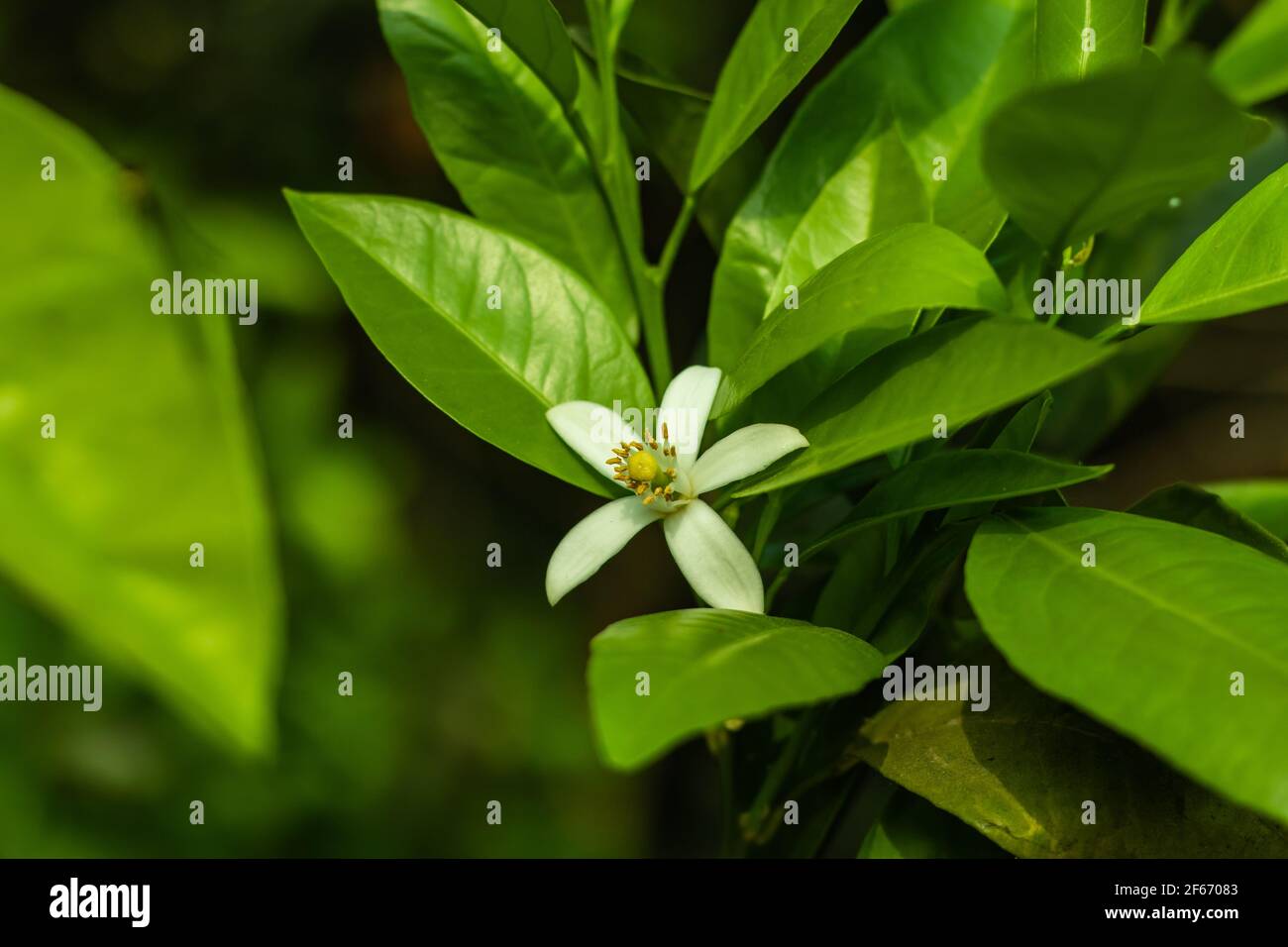 Lemon tree flowers hi-res stock photography and images - Alamy