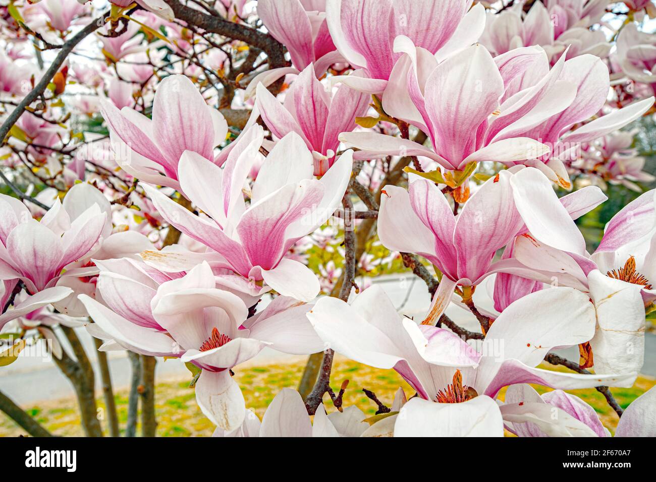 Albero di magnolia fiorito hi-res stock photography and images - Alamy