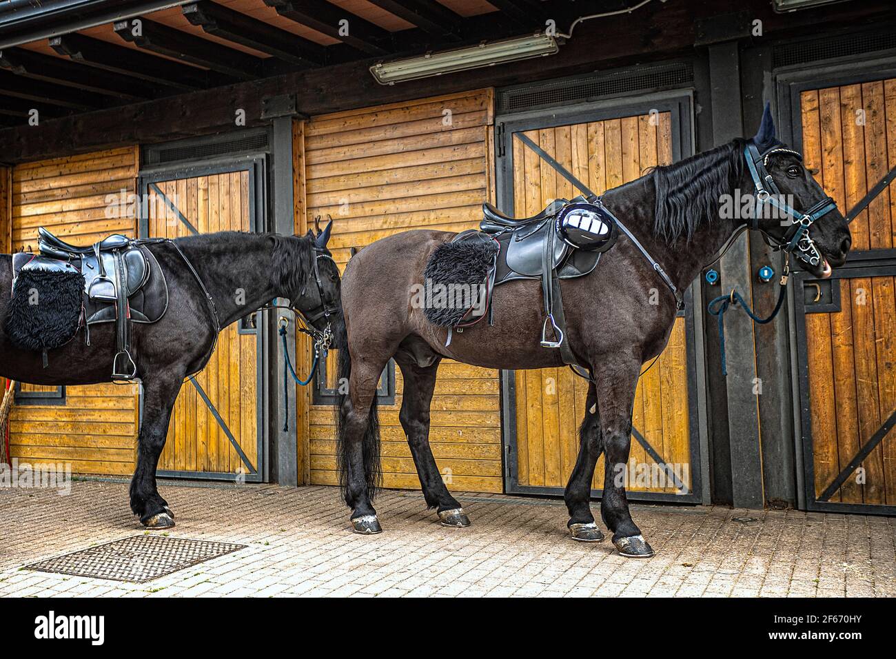 Italy Piedmont Turin Valentino park - horse stable and police horses ...