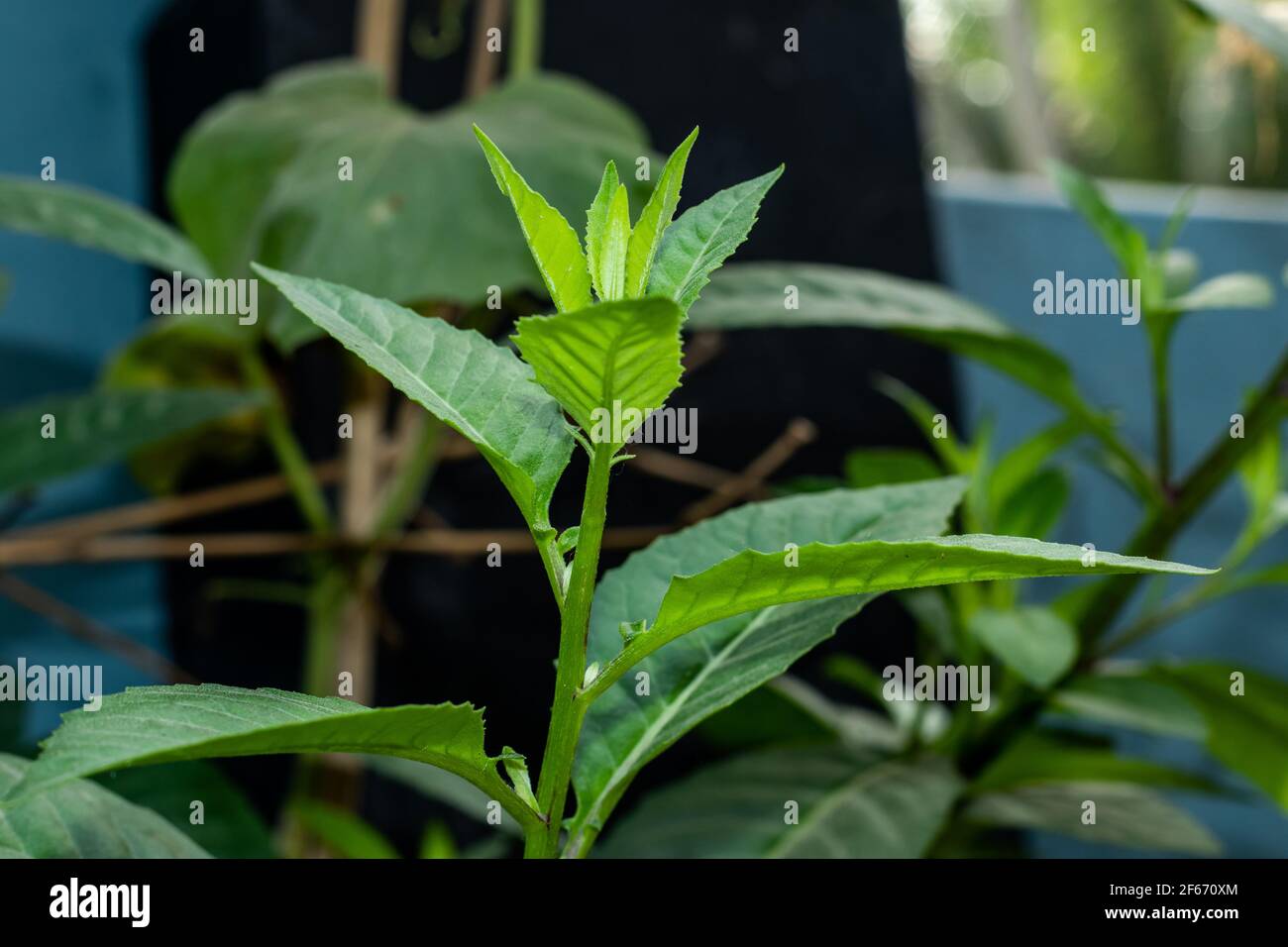Loquats are small, round fruits that grow in clusters. The loquat or ...