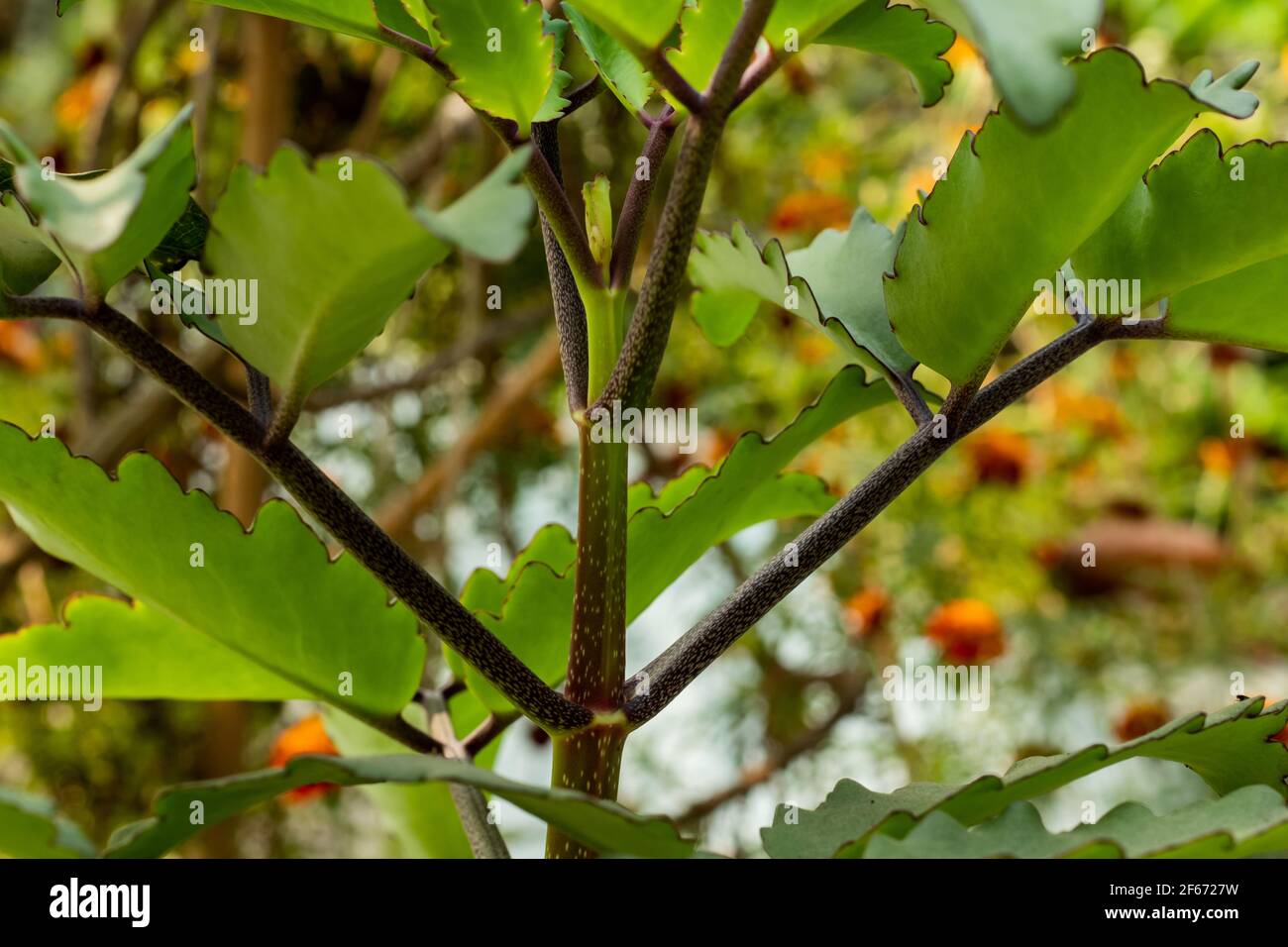 The closeup shot of Kalanchoe or pathor kuchi or thyrsiflora ...