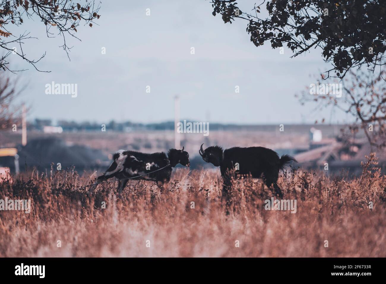 Two aggressive goats stay right in front of each other, Getting ready ...