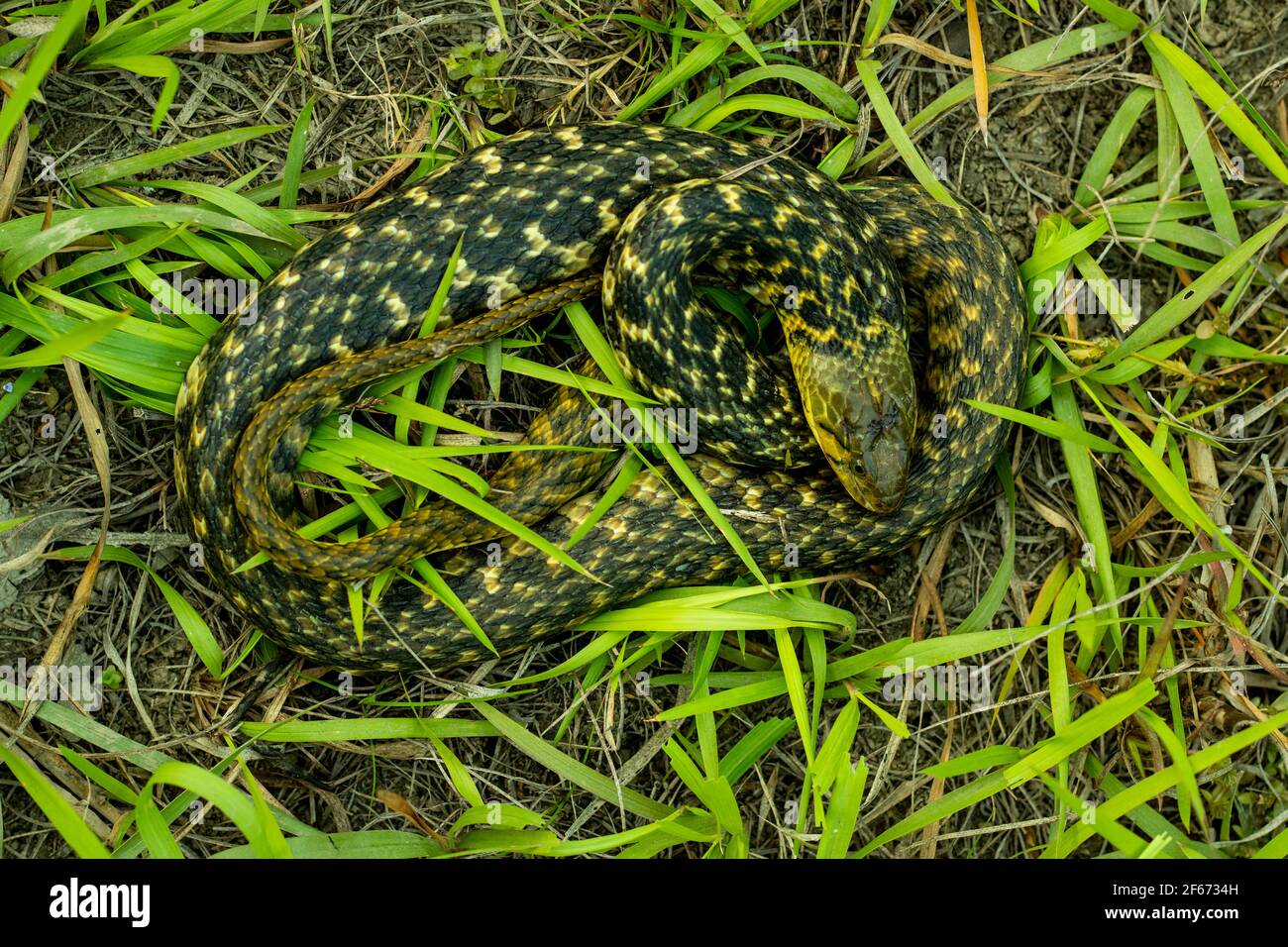 The snake is sitting twisted rounder its body into the morning green ...
