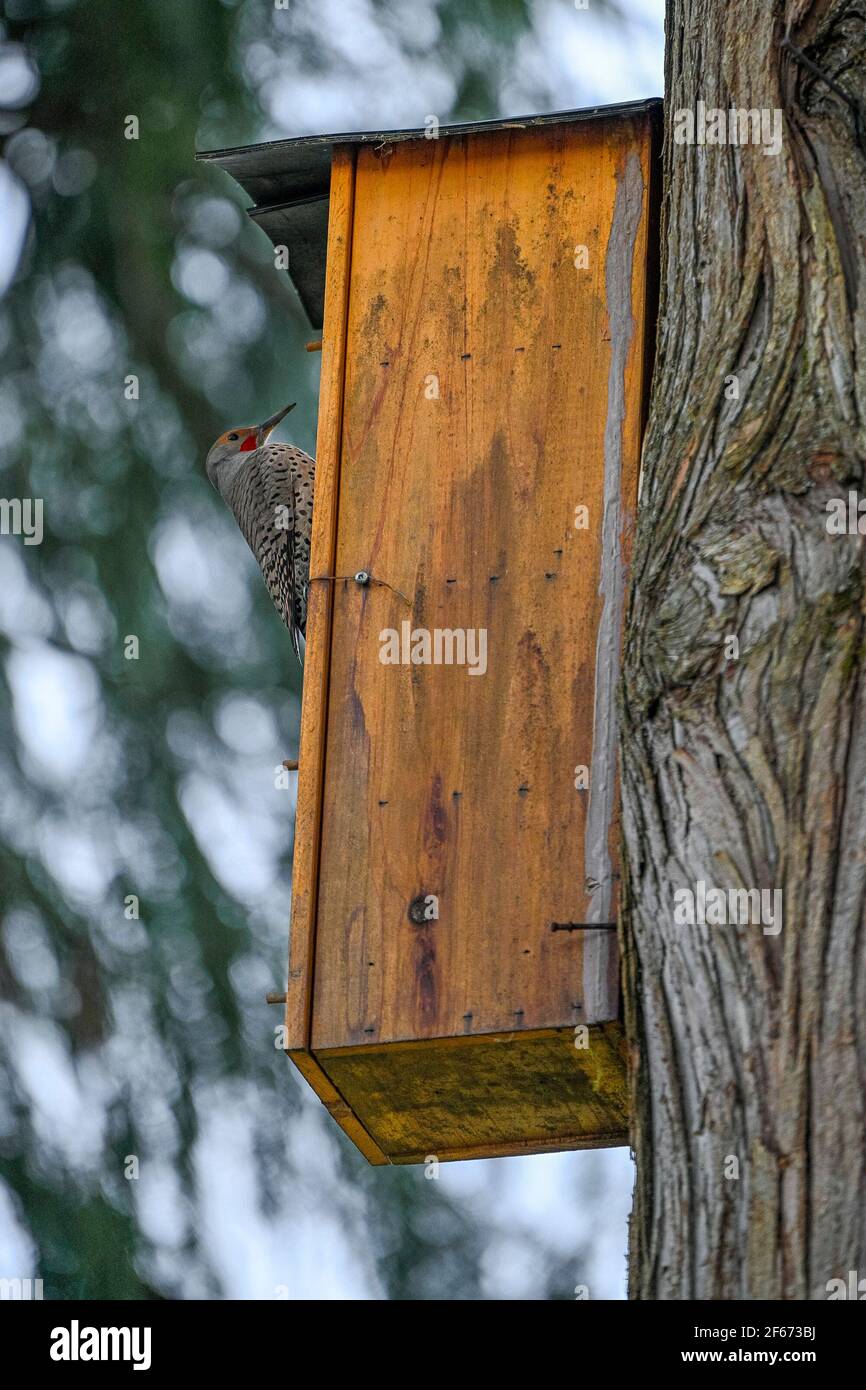 Northern flicker nest box hi-res stock photography and images - Alamy