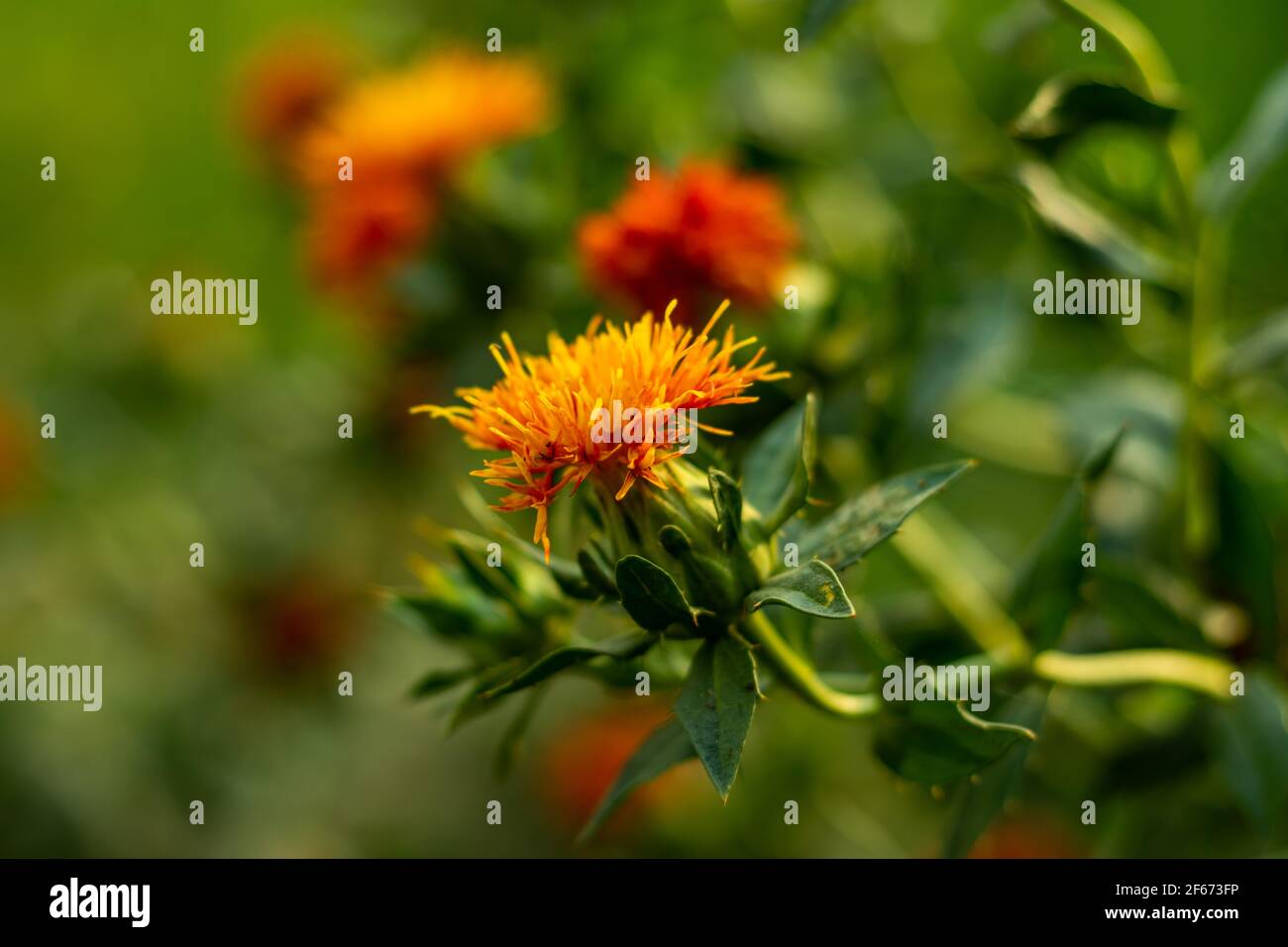 Yellow red and dark red safflower and seed varieties are produced from ...