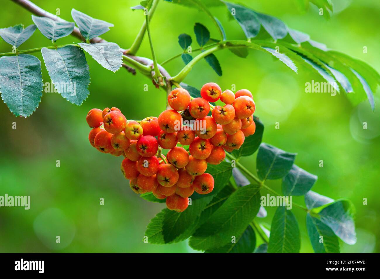 European mountain ash hi-res stock photography and images - Alamy